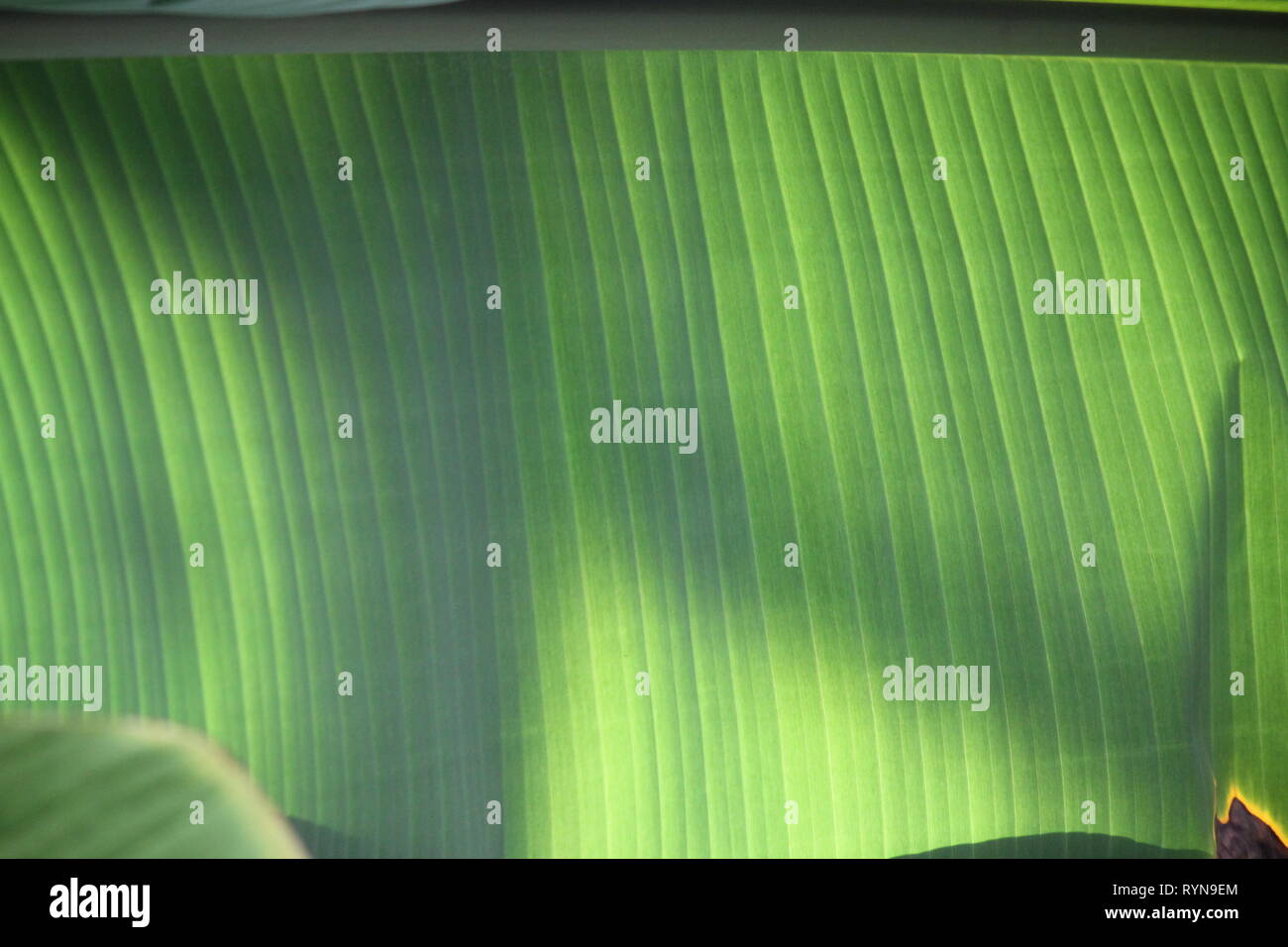 Banana tree leaves, Musa and paradisiaca cultivar Stock Photo - Alamy