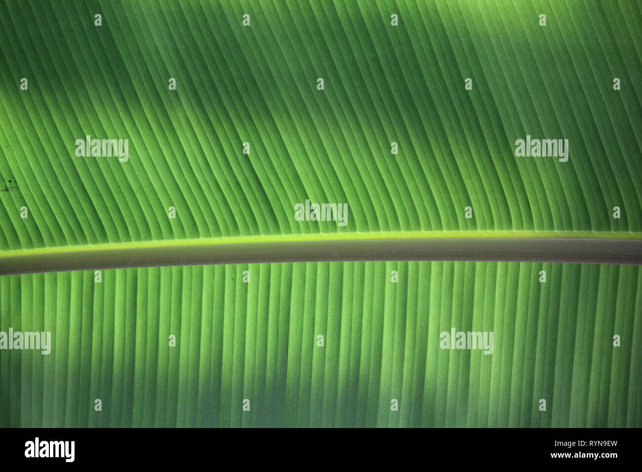 Banana tree leaves, Musa and paradisiaca cultivar Stock Photo - Alamy