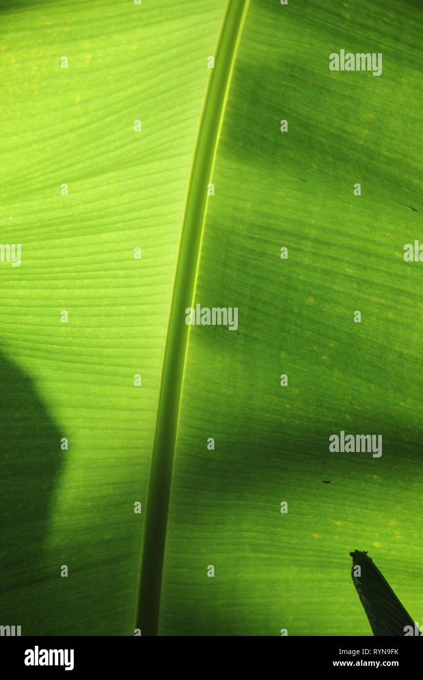 Banana tree leaves, Musa and paradisiaca cultivar Stock Photo - Alamy