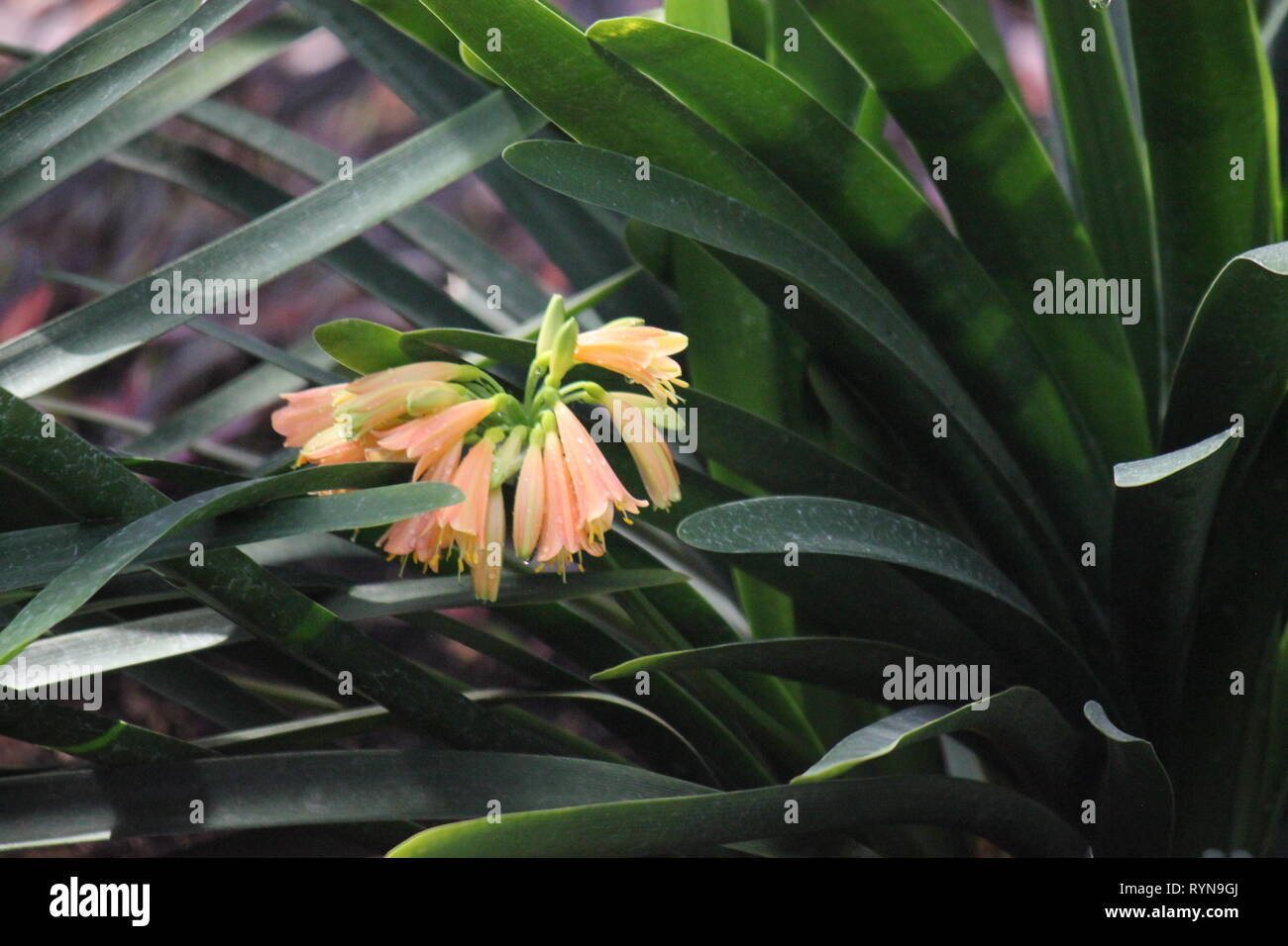 African fire lily hi-res stock photography and images - Alamy