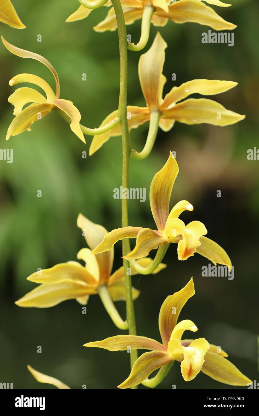 Trailing stem hi-res stock photography and images - Alamy