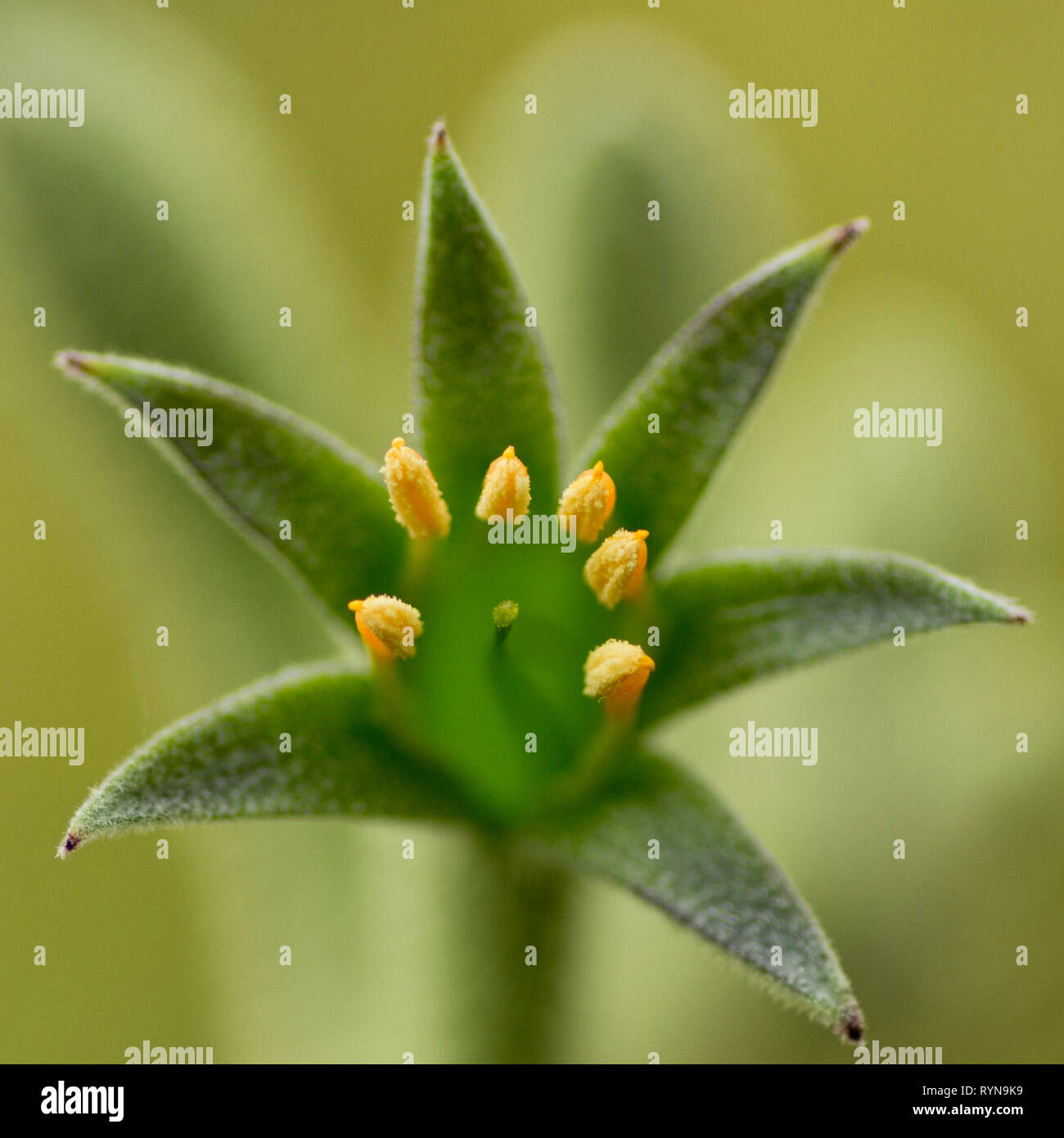 abstract close up image of a six leaved green plant showing also stamen ...
