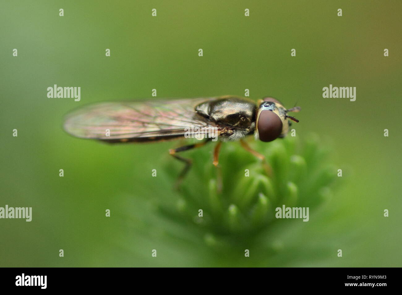 macro close up image showing extreme detail of a fly feeding on a plant ...