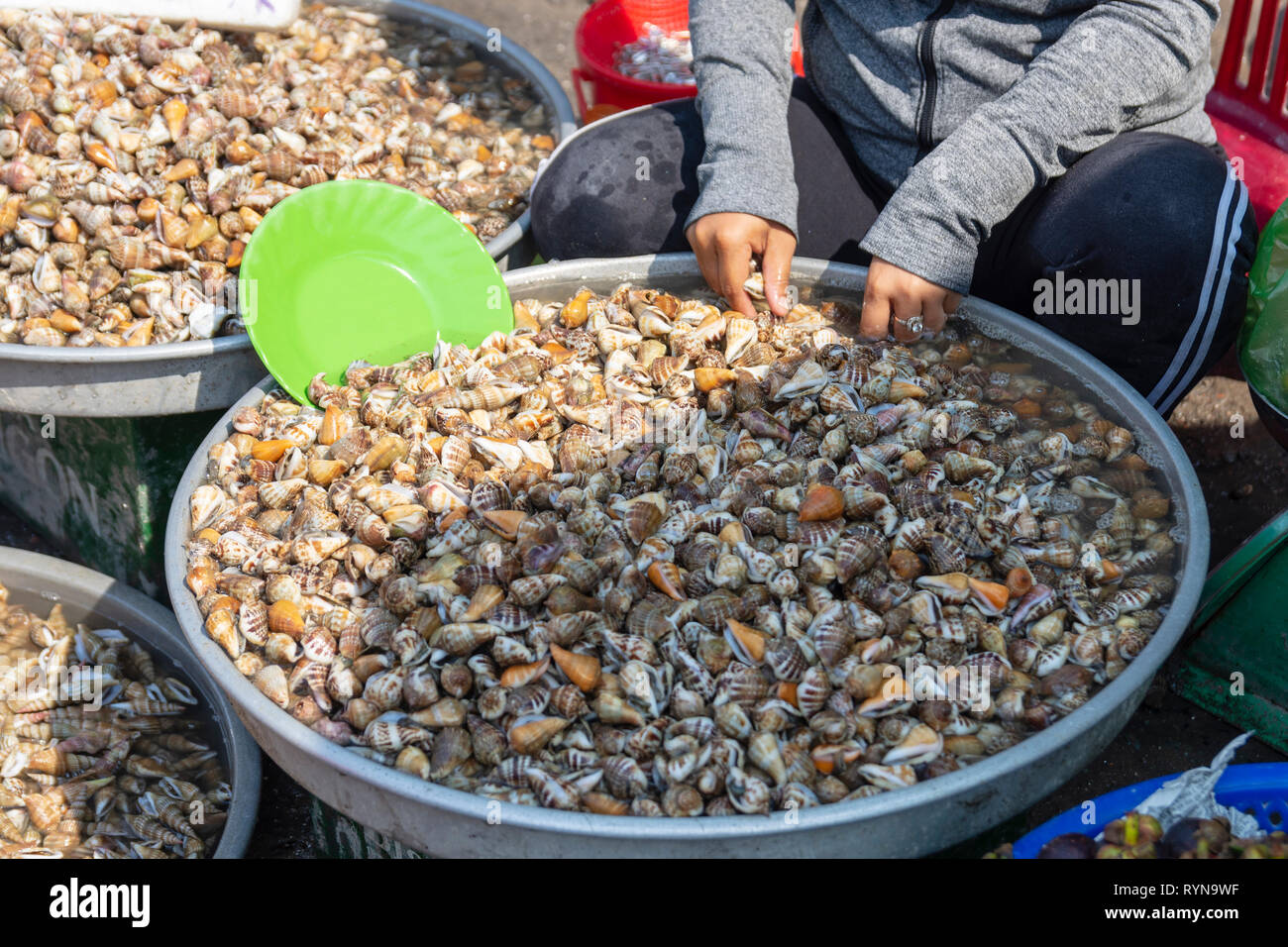 Shells in a bucket on the street market and hands sorting and cleaning ...