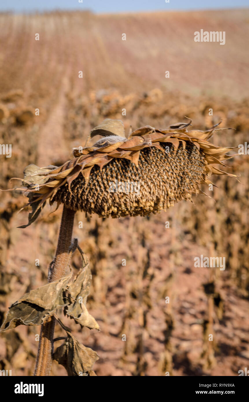Dead Sunflowers High Resolution Stock Photography and Images - Alamy