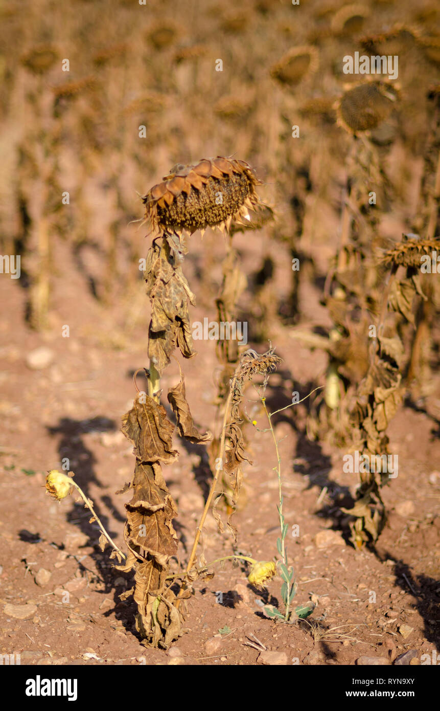 Dead sunflowers hi-res stock photography and images - Alamy