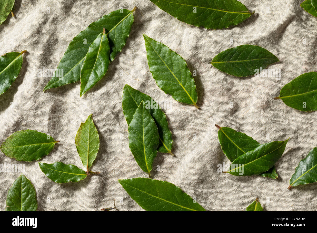 Raw Green Organic Bay Leaves Ready to Cook With Stock Photo - Alamy
