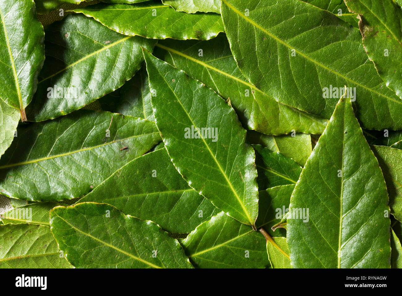 Raw Green Organic Bay Leaves Ready to Cook With Stock Photo - Alamy