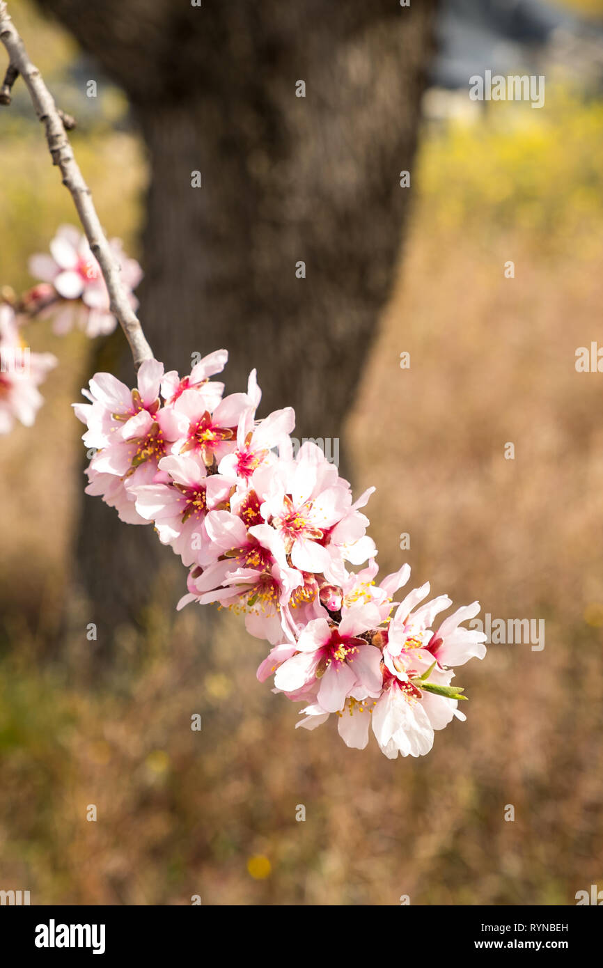 Almond tree blossom anticipating the end of Mediterranean winter Stock ...