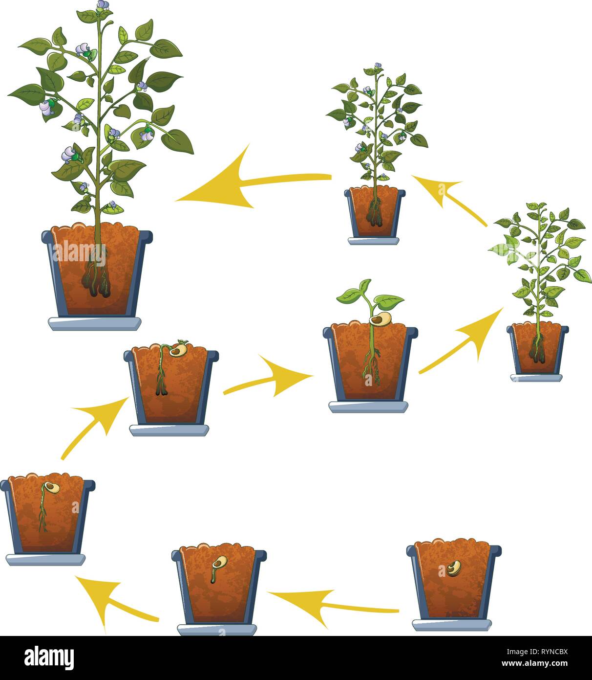 Growth concept banner, cartoon style Stock Vector Image & Art - Alamy