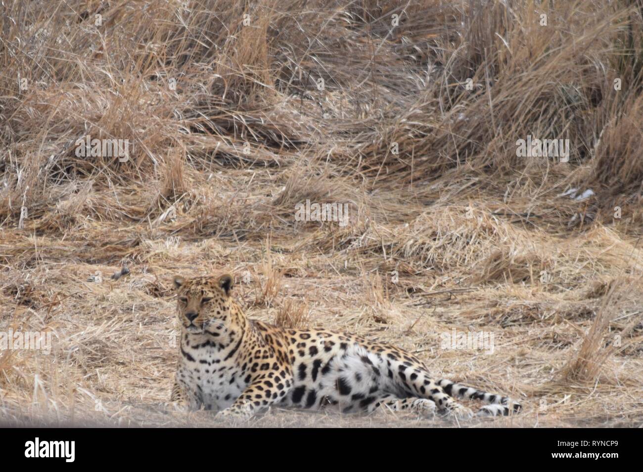 Cheetah relaxes in the sun Stock Photo - Alamy