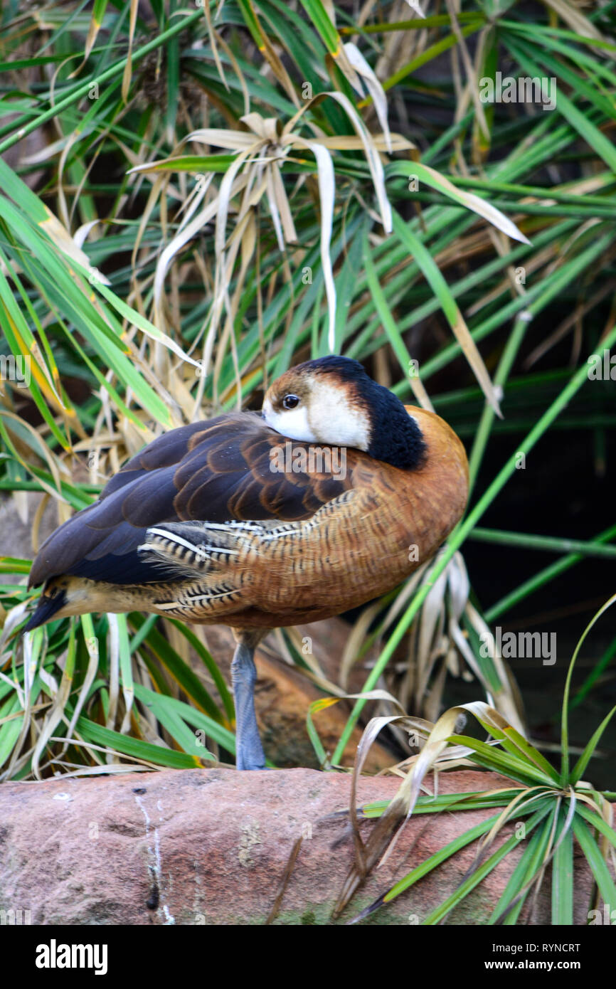 anatidae Pato negro Anseriformes Stock Photo - Alamy
