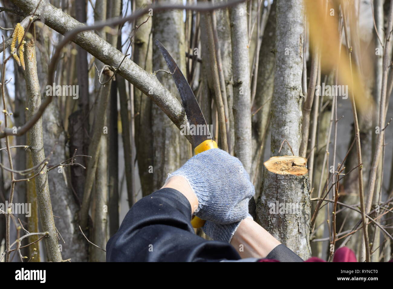 Cutting a tree branch with a hand garden saw. Pruning fruit trees in ...