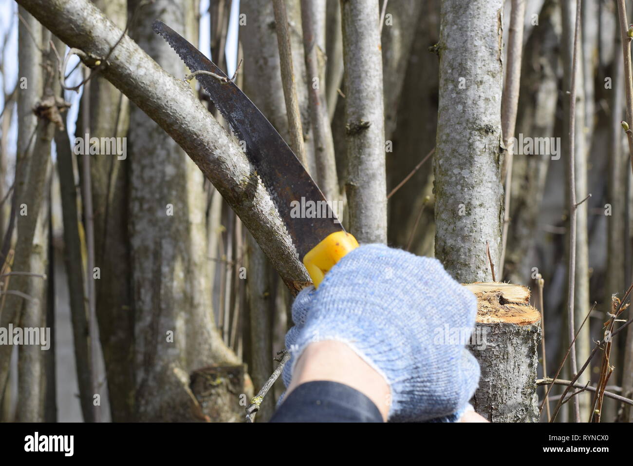 Cutting a tree branch with a hand garden saw. Pruning fruit trees in ...
