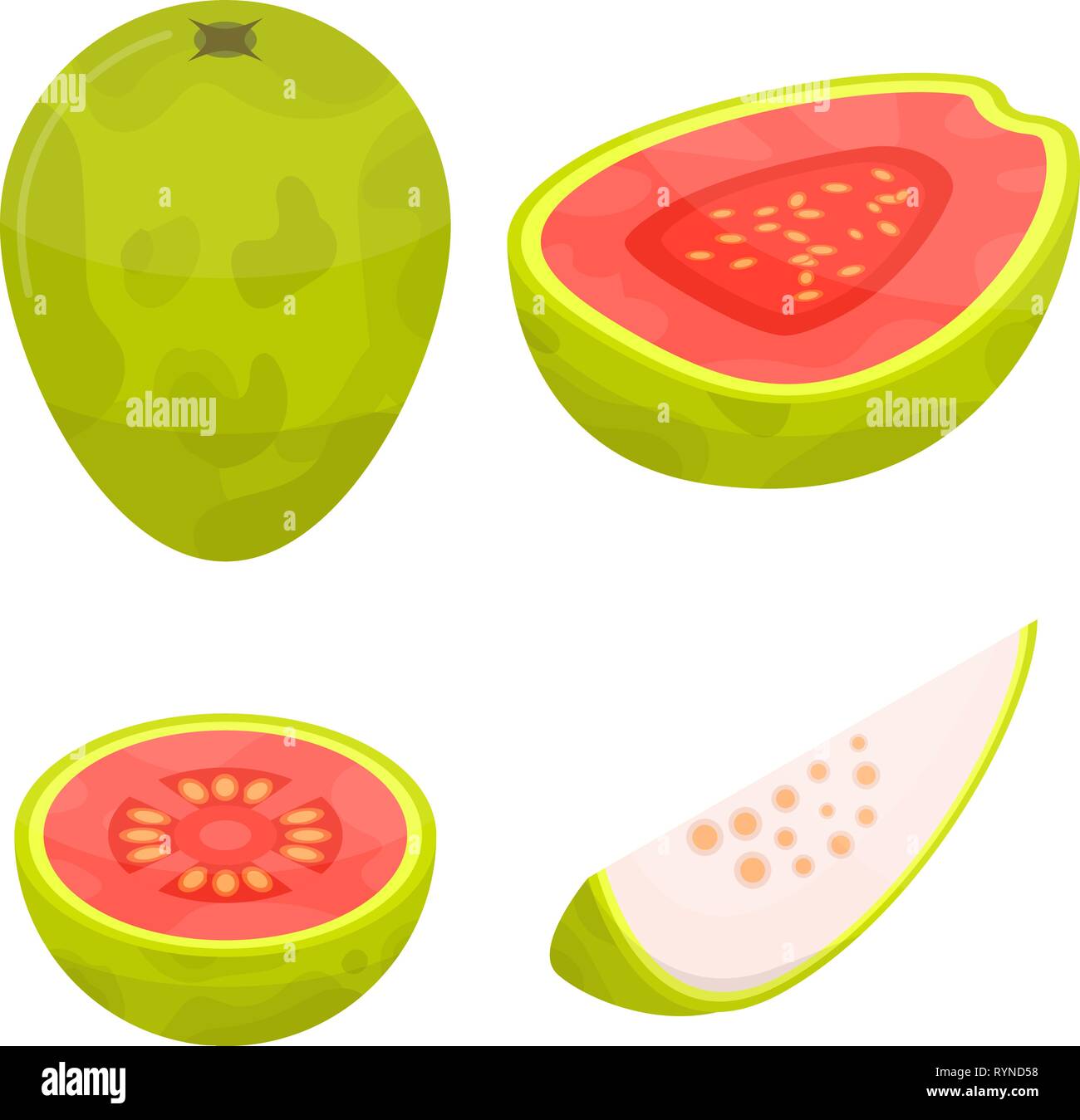 Guava tree and illustration Stock Vector Images - Alamy