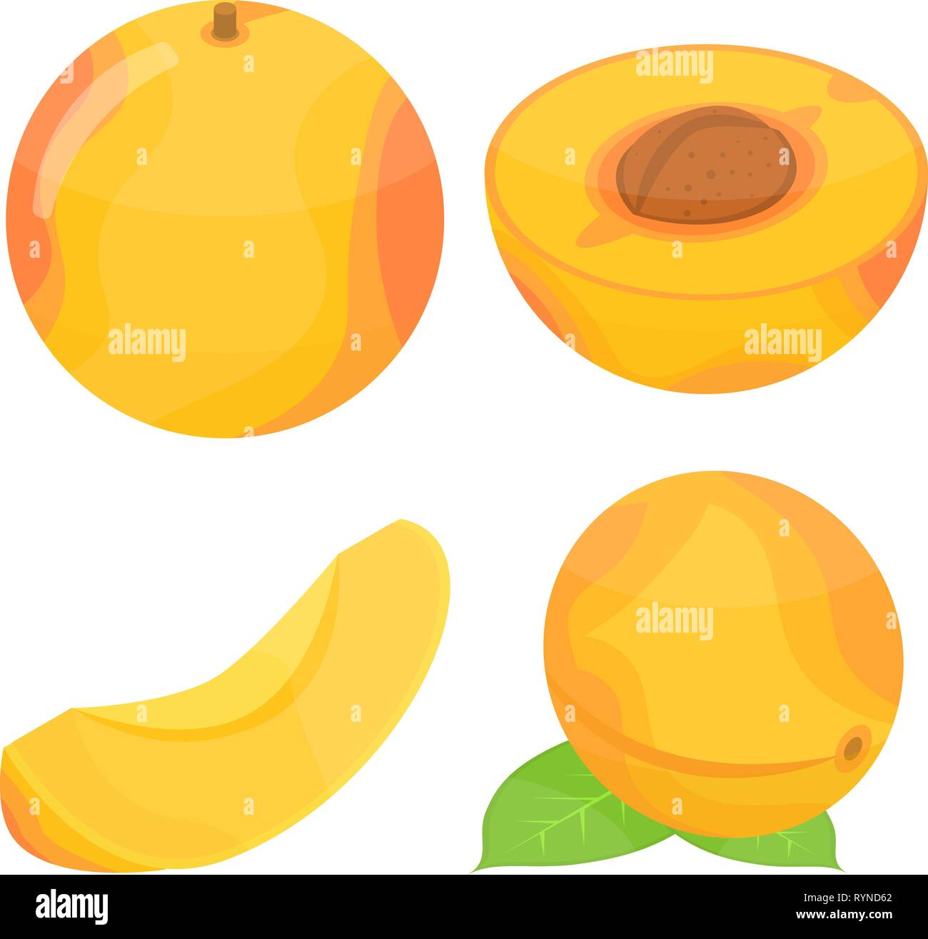 Organic apricot kernel Stock Vector Images - Alamy