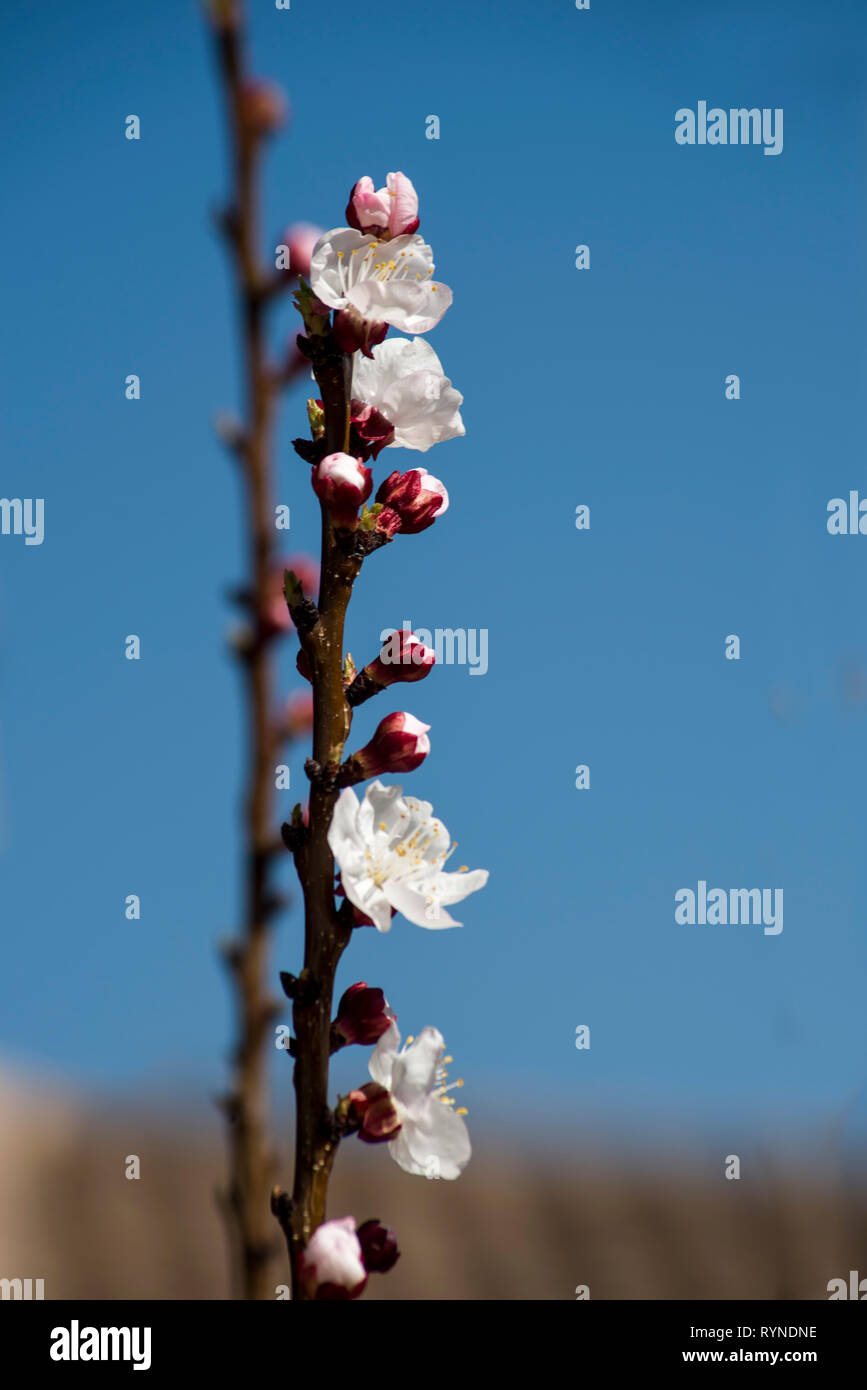 branch of apricot tree sprouting Stock Photo - Alamy