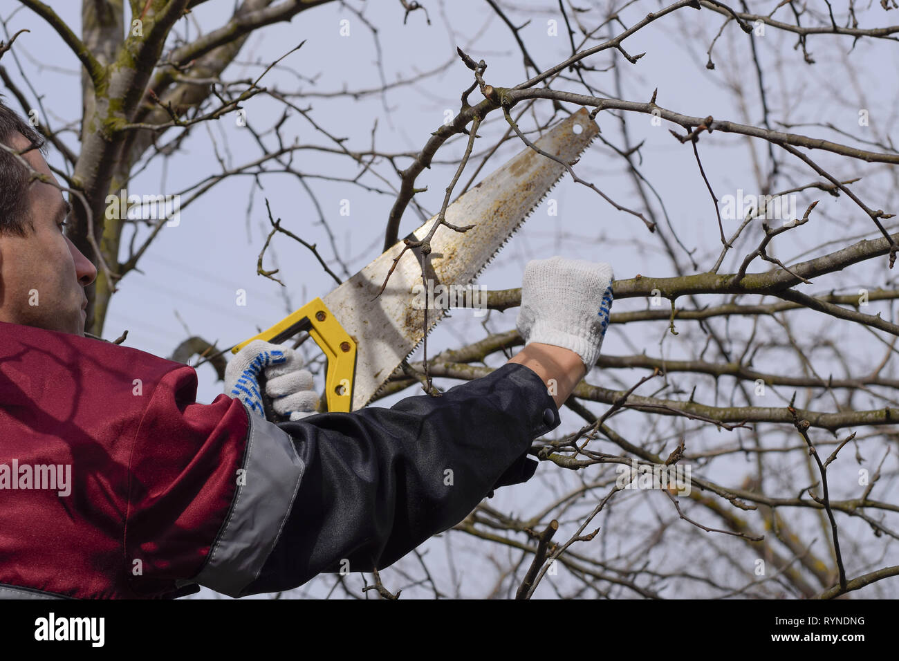 A man cuts down a tree branch with a hand garden saw. Pruning fruit ...