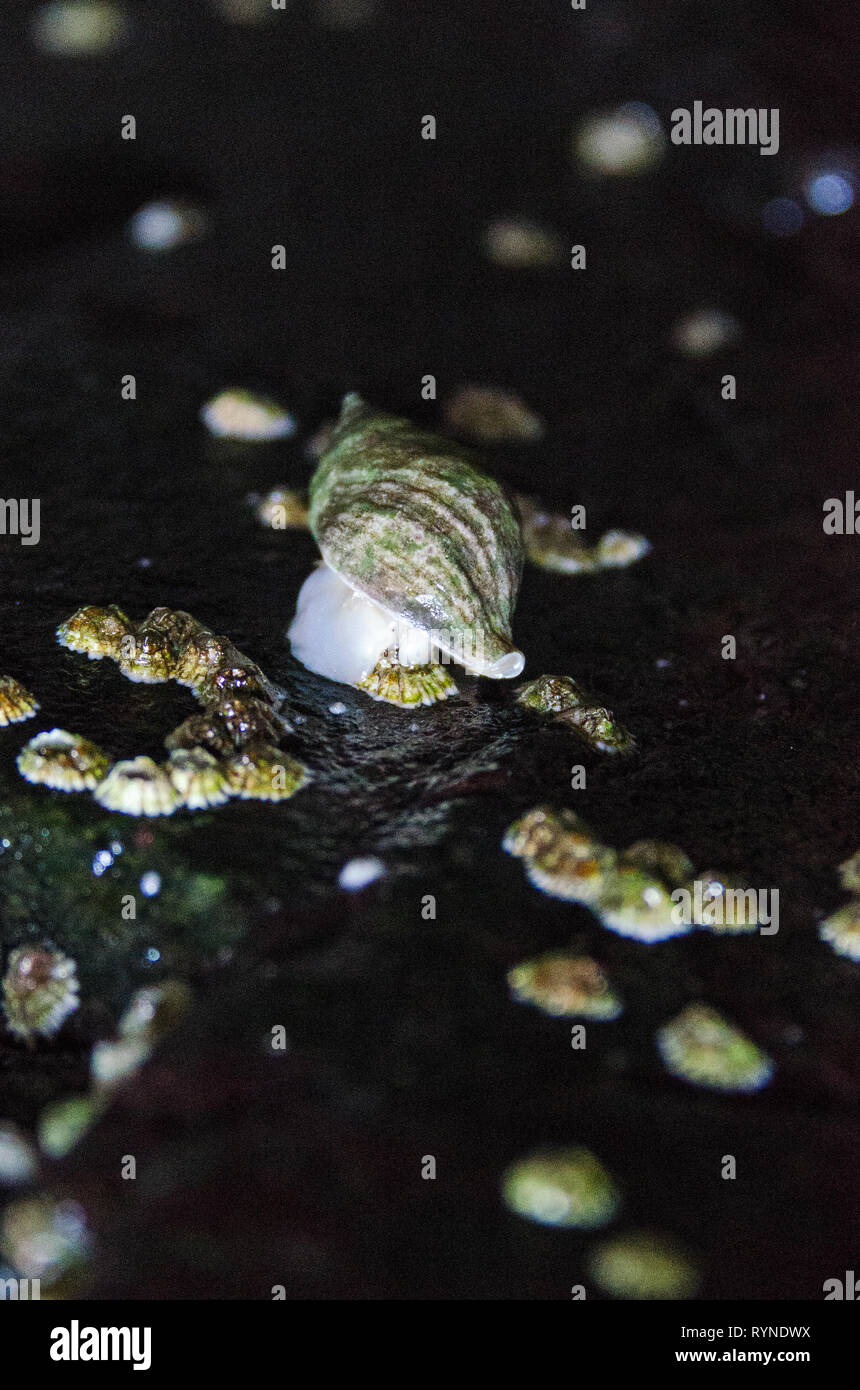 Eating barnacle hi-res stock photography and images - Alamy