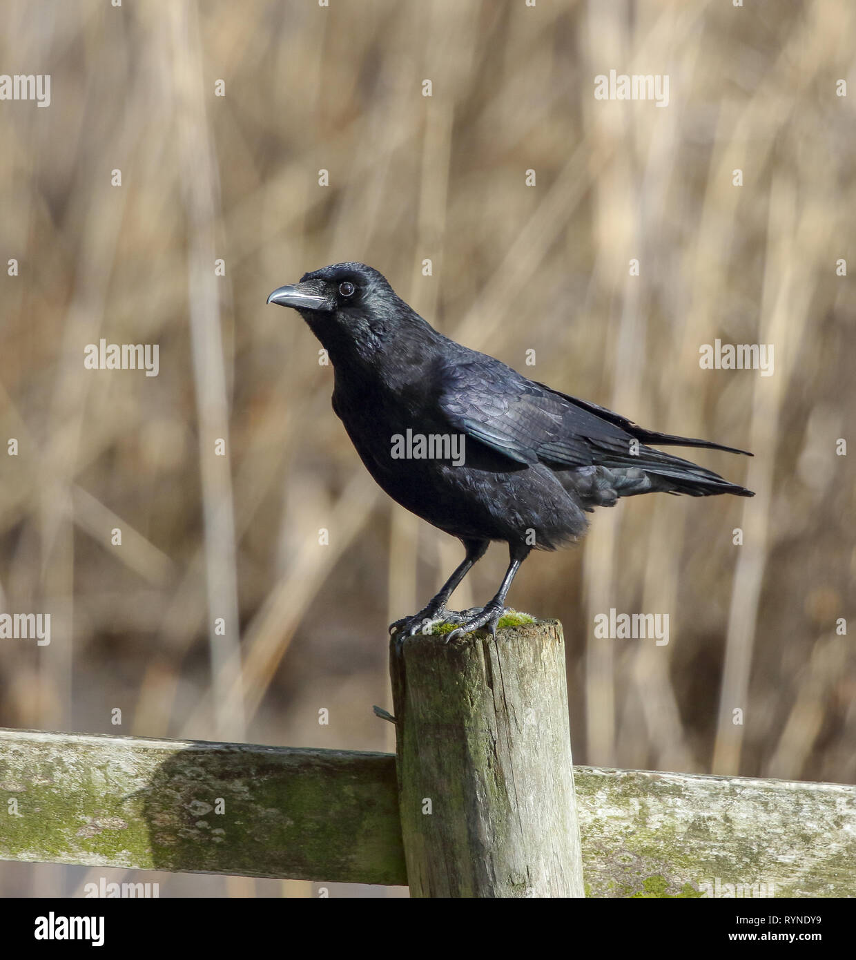 Srong bird hi-res stock photography and images - Alamy