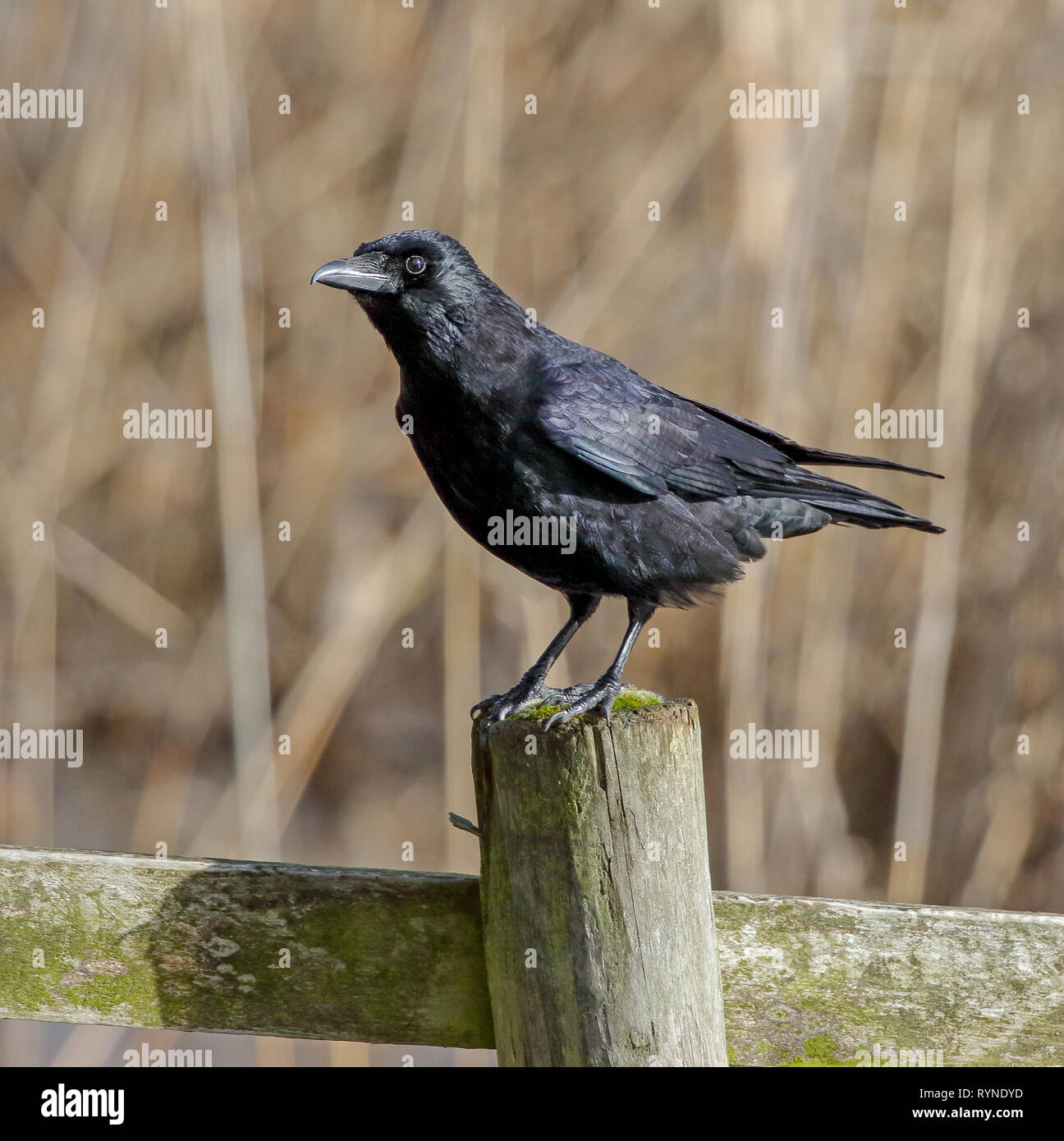 Carrion Crow (Corvus corone Stock Photo - Alamy