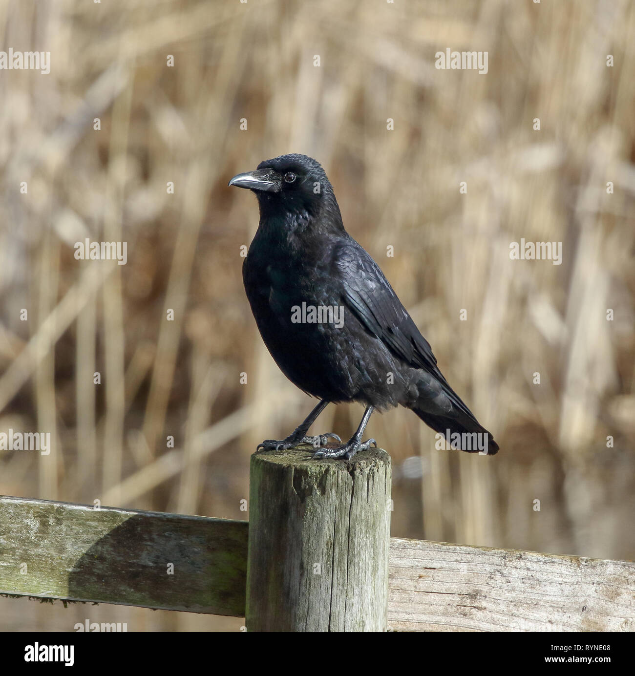 Black corvus family hi-res stock photography and images - Alamy