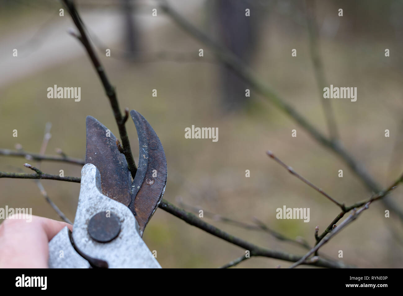 Pruning pruning branches for young trees. Spring works in the garden ...