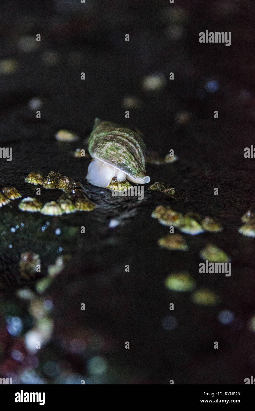 Dog Whelk eating barnacle Stock Photo - Alamy