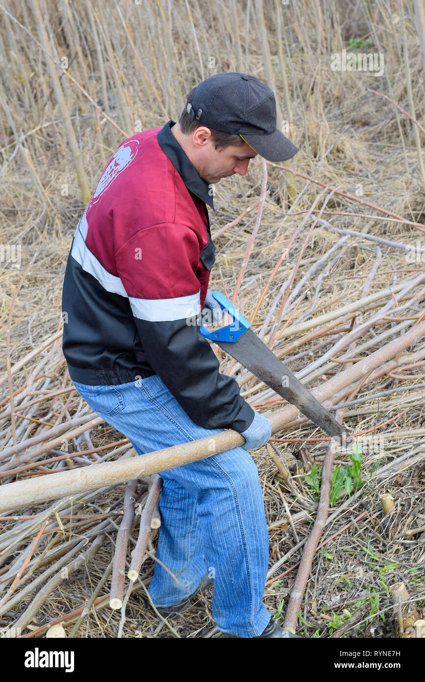 man saws sawing a tree branch. Wood sawing with a hand saw Stock Photo ...
