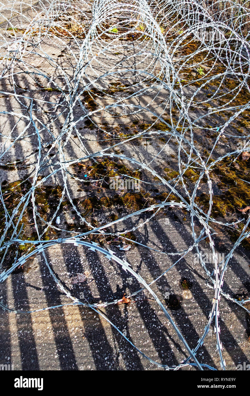 6 rows of very sharp high security razor barbed wire rolls laying on ...