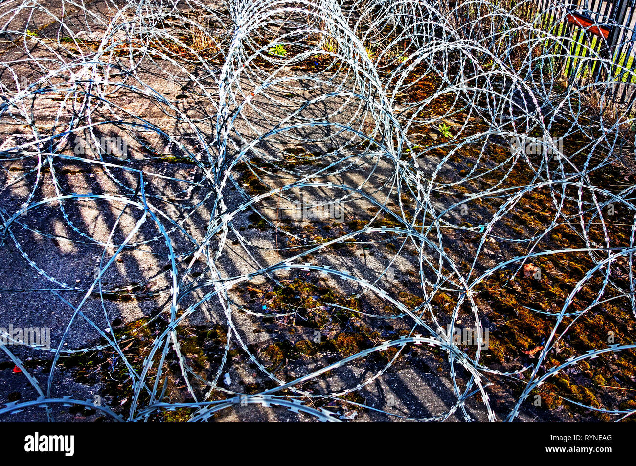 6 rows of very sharp high security razor barbed wire rolls laying on ...