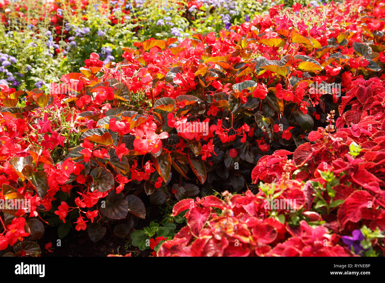 Colorful flowers close up picture Stock Photo - Alamy