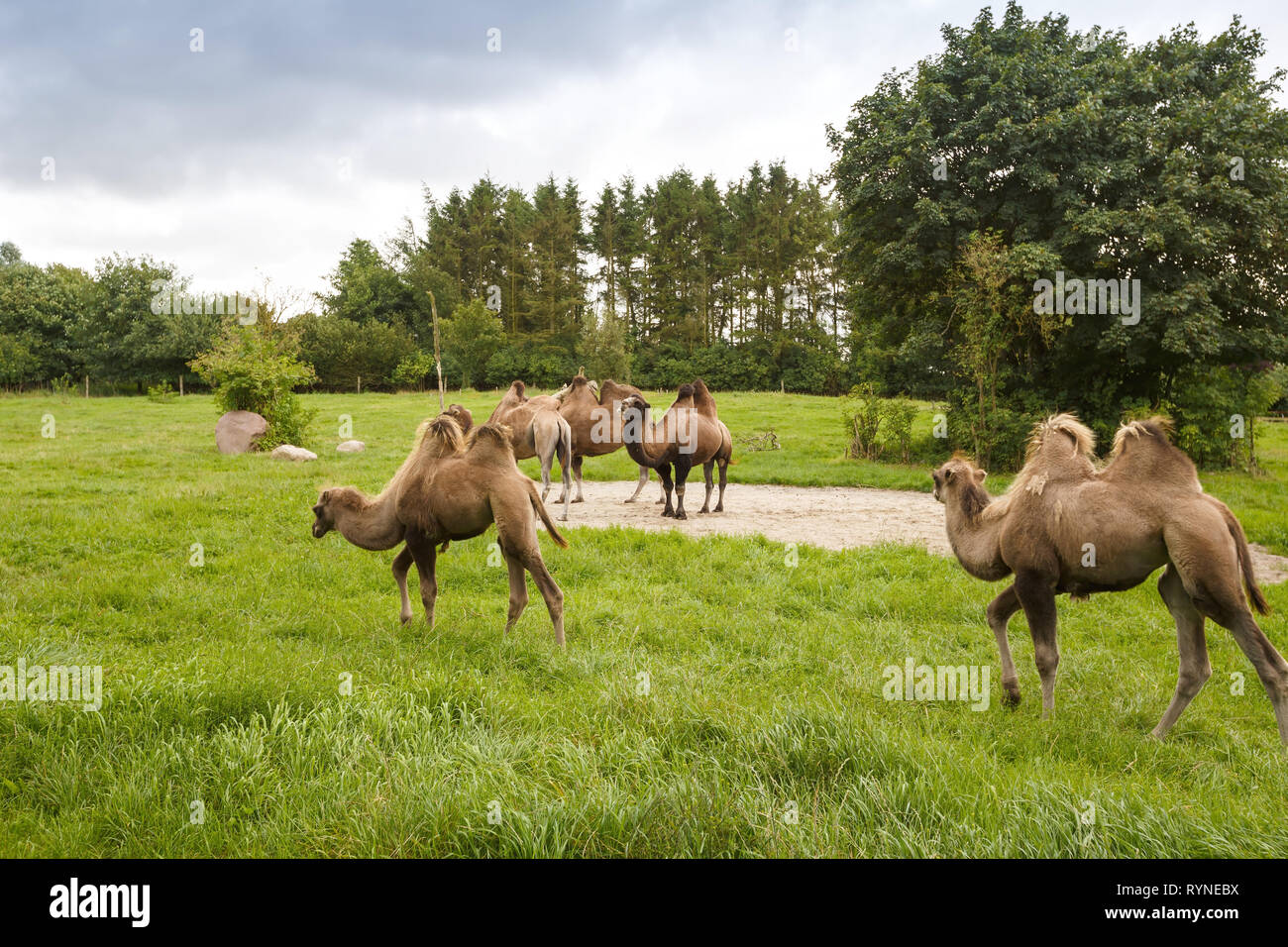 The group of camels in the zoo Stock Photo - Alamy