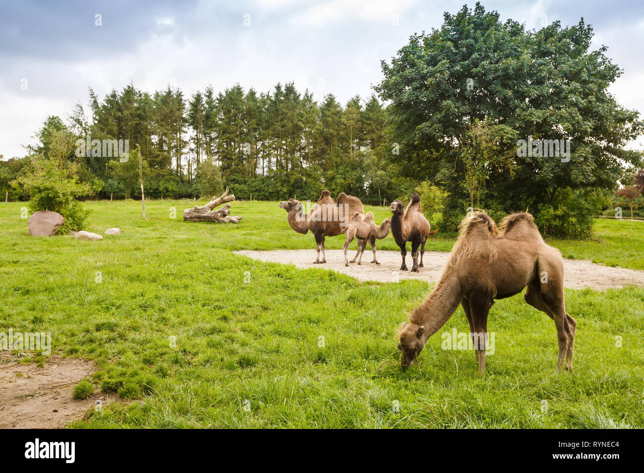 Camels back park hi-res stock photography and images - Alamy