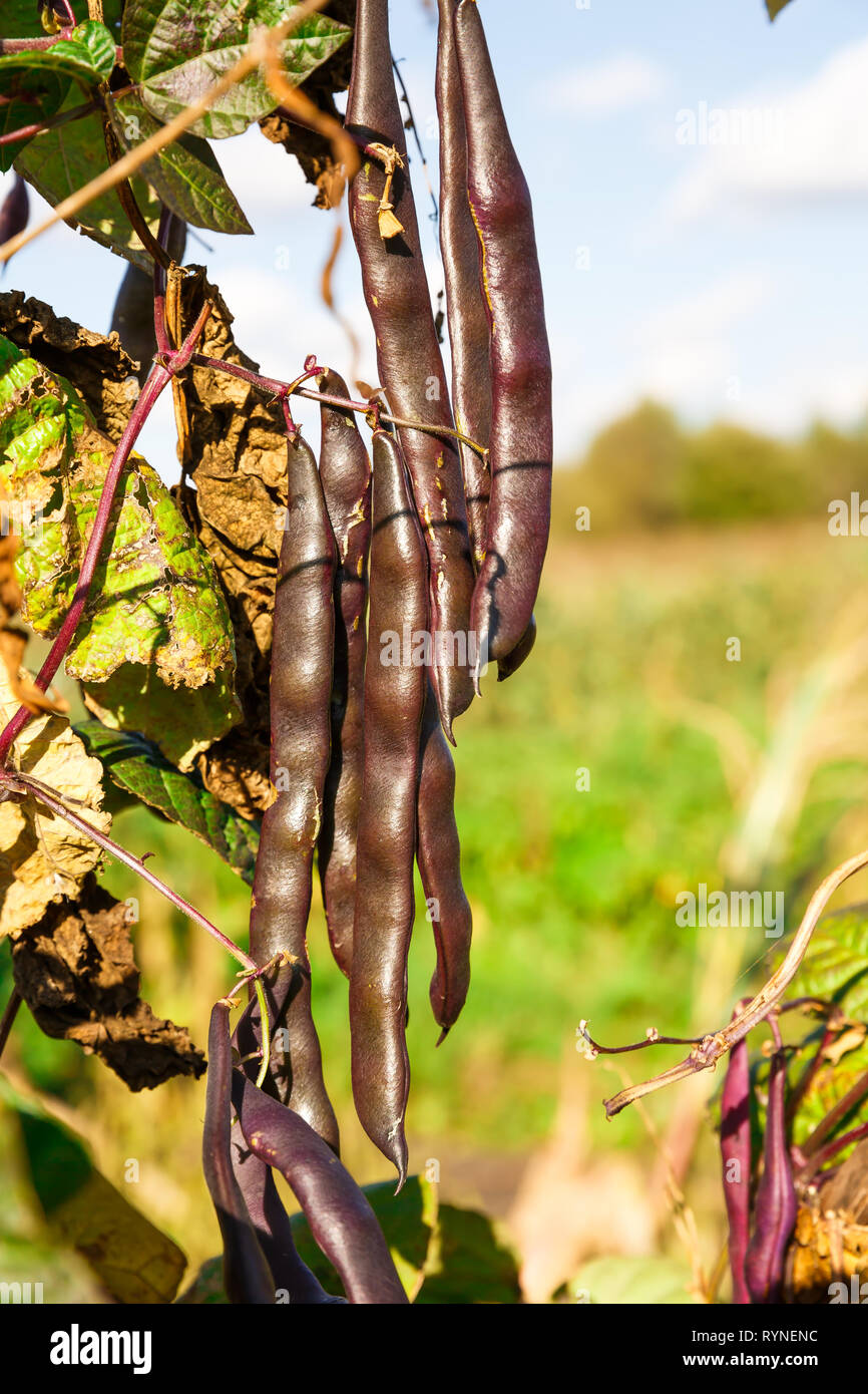 Brown beans pods in the vegetable garden Stock Photo - Alamy