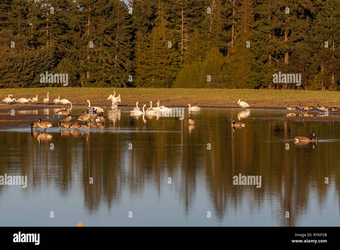 Trumpeter Swans and Canada Geese on lake Stock Photo - Alamy
