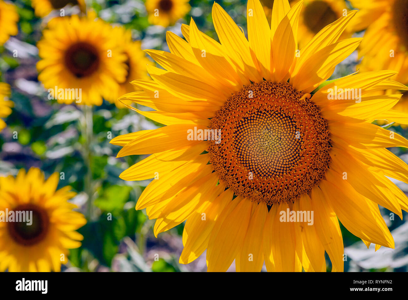 Happy sunflowers hi-res stock photography and images - Alamy