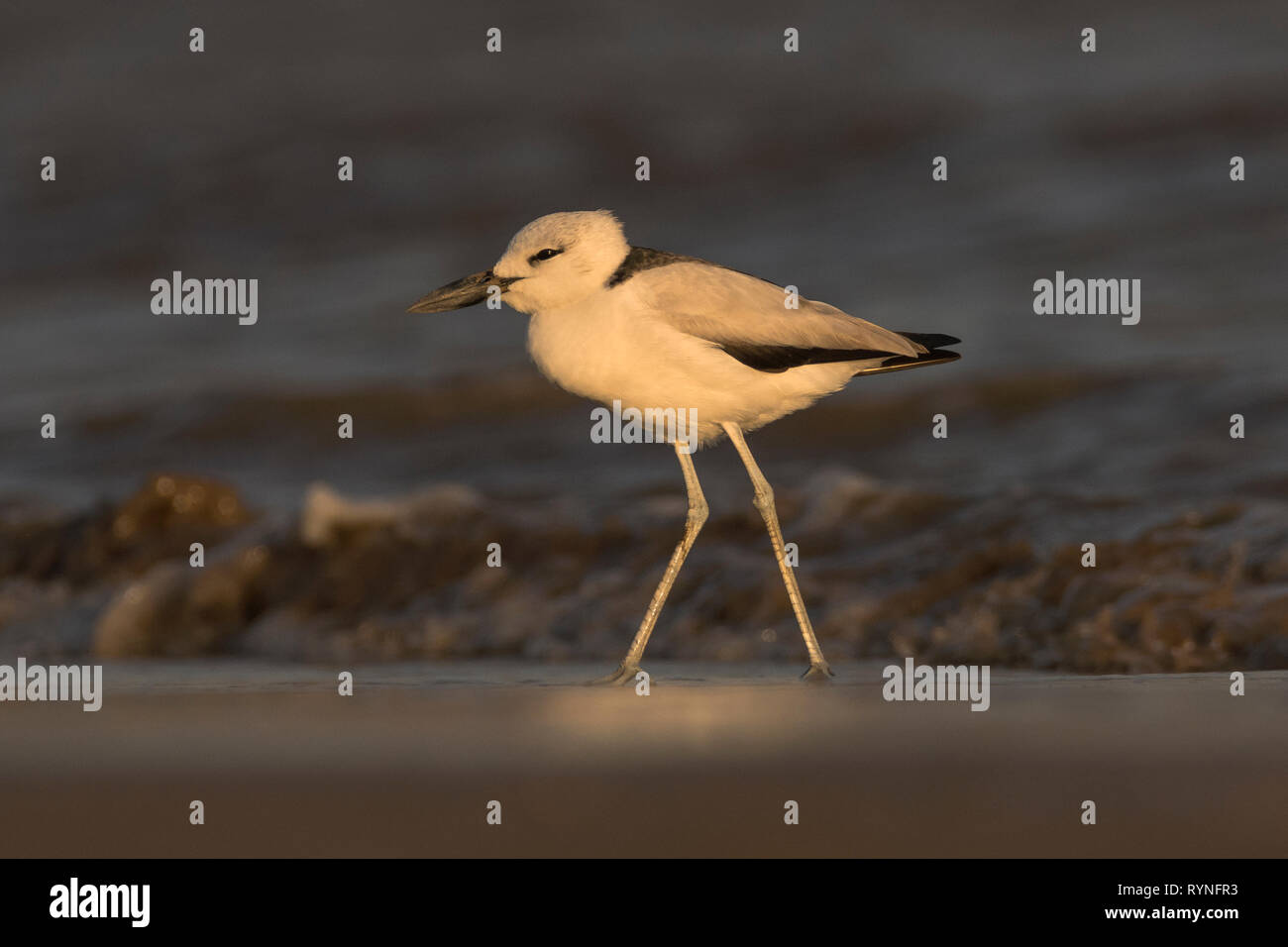 Crab plover (Dromas ardeola) at a beach in Gujarat, India Stock Photo ...
