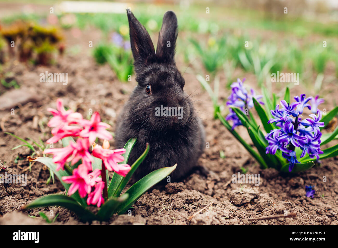 Little black baby rabbit sitting among spring flowers in garden on farm ...