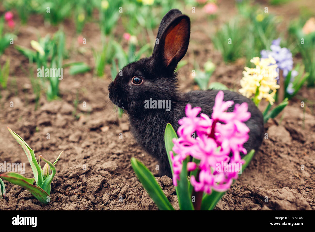 Little black baby rabbit sitting among spring flowers in garden on farm ...