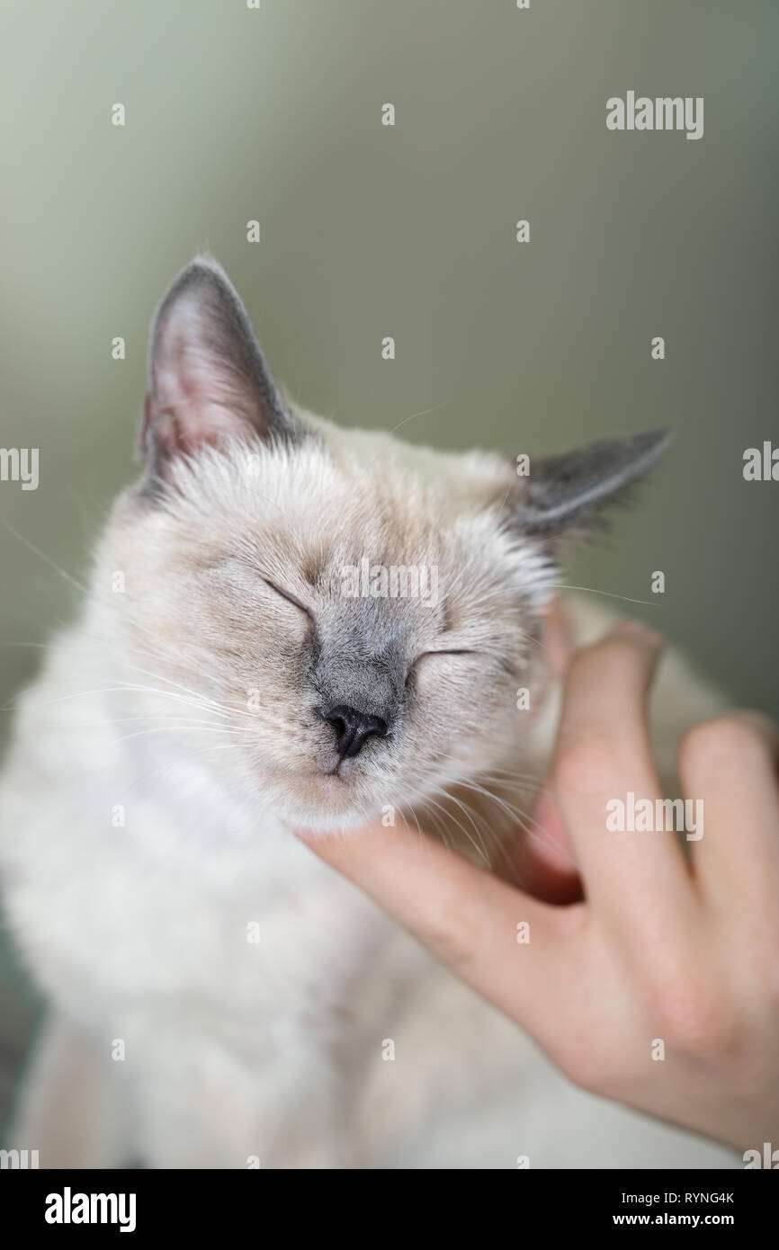 Man stroking a cat hi-res stock photography and images - Alamy