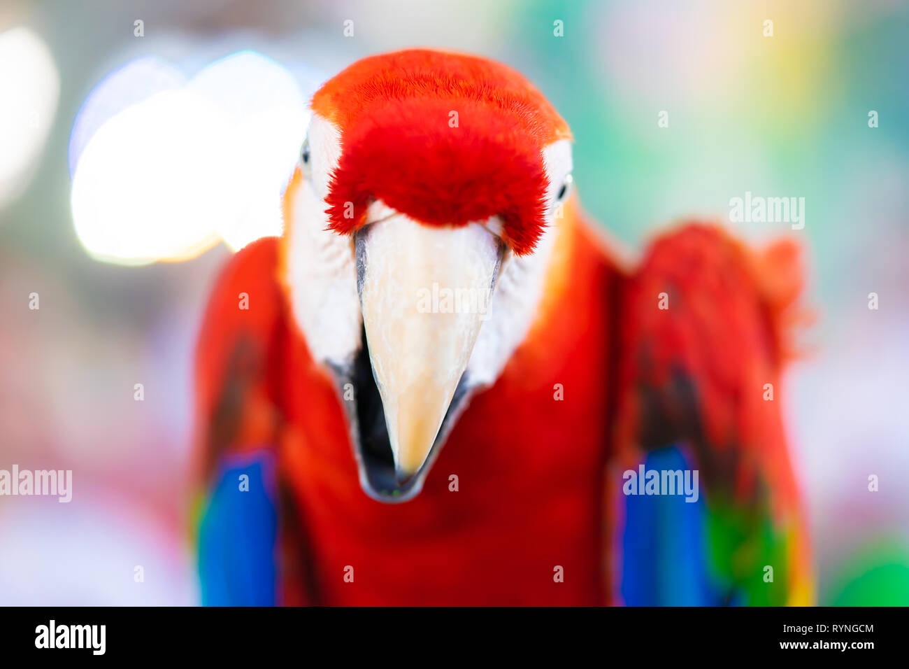 Parrot head hi-res stock photography and images - Alamy