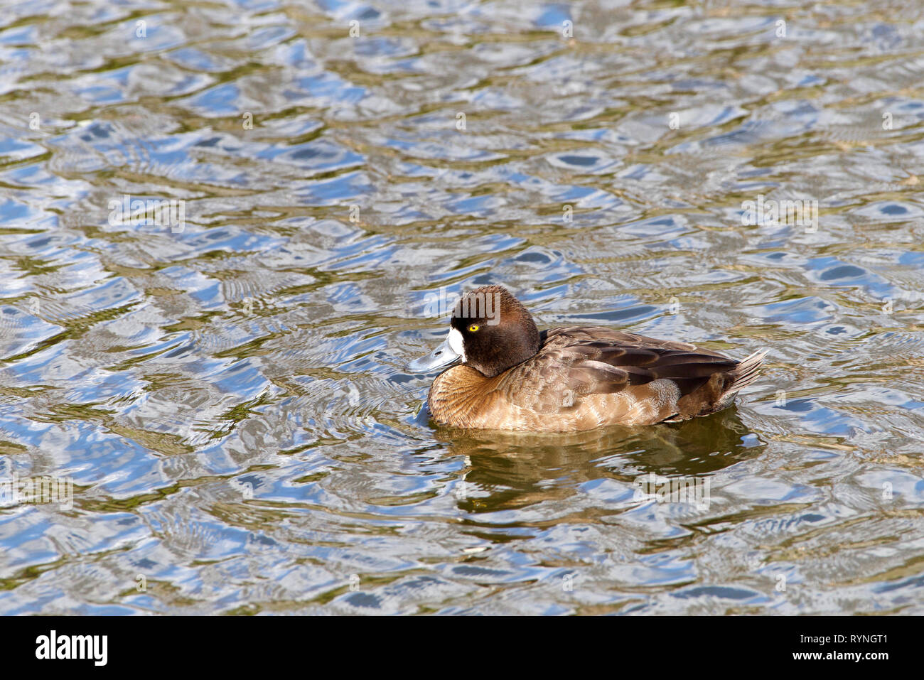 Aggressive Duck High Resolution Stock Photography and Images - Alamy