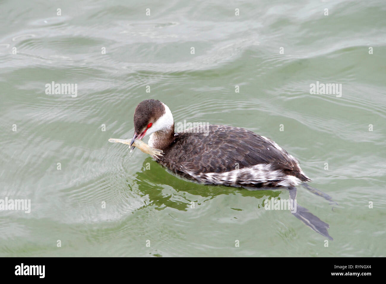 One black necked grebe in non-breeding plumage swimming eating small ...