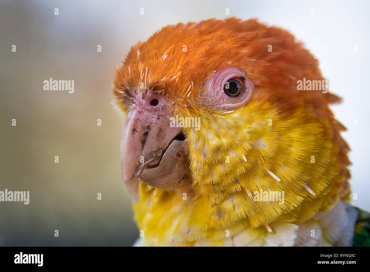 White bellied caique hi-res stock photography and images - Alamy