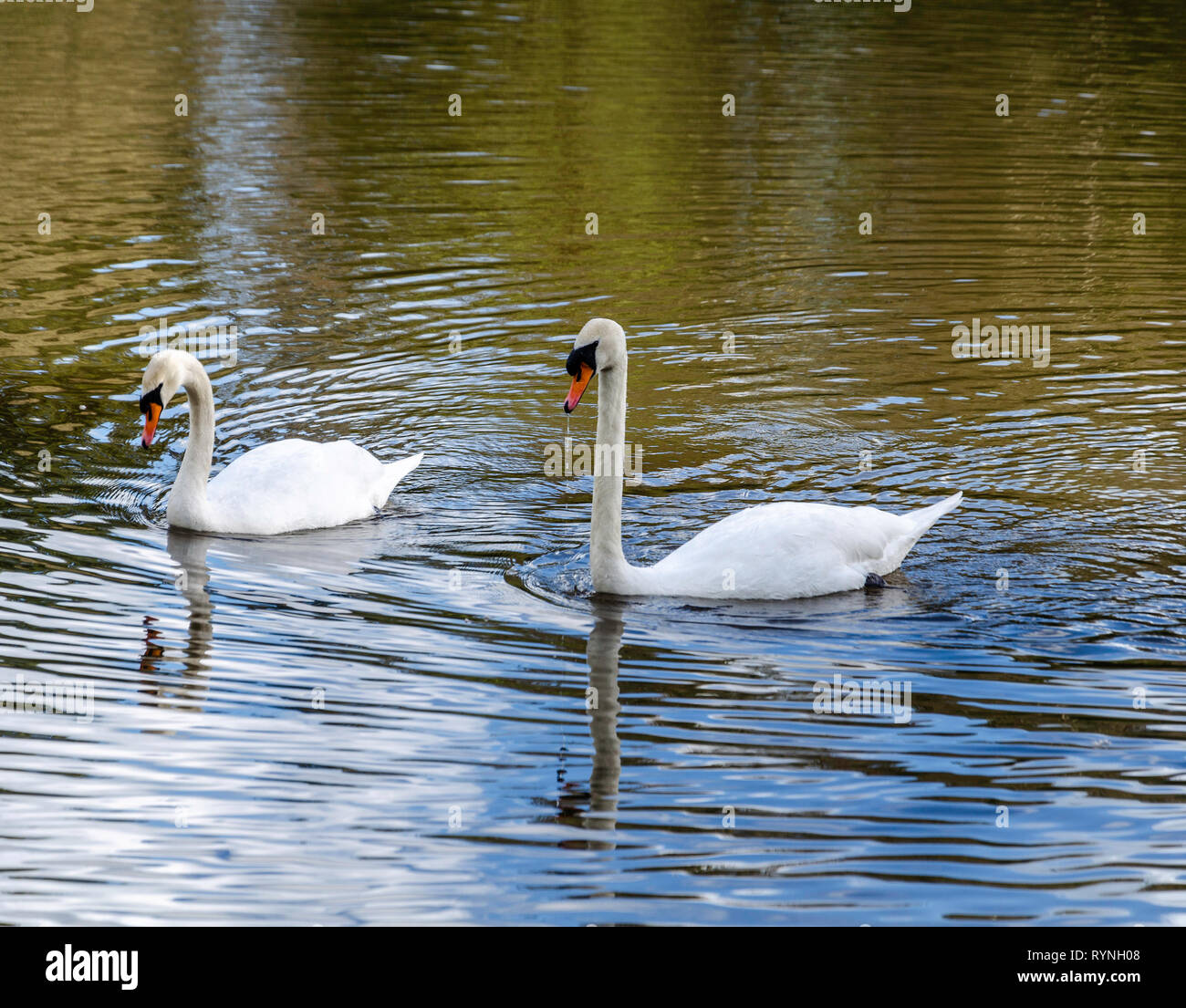Long neck swans hi-res stock photography and images - Alamy