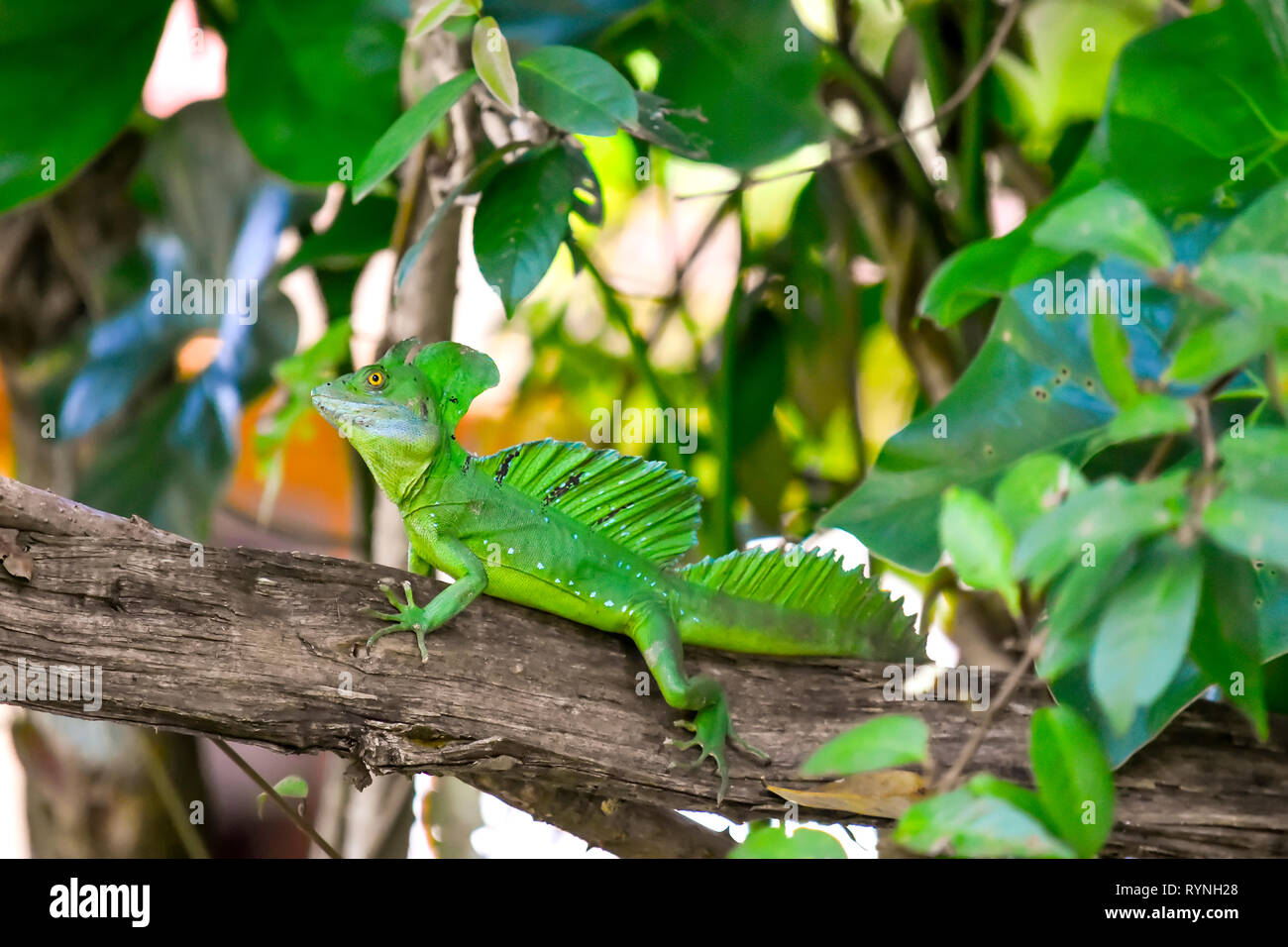 Green crested basilisk lizard on tree branch in Tortuguero Canals near ...