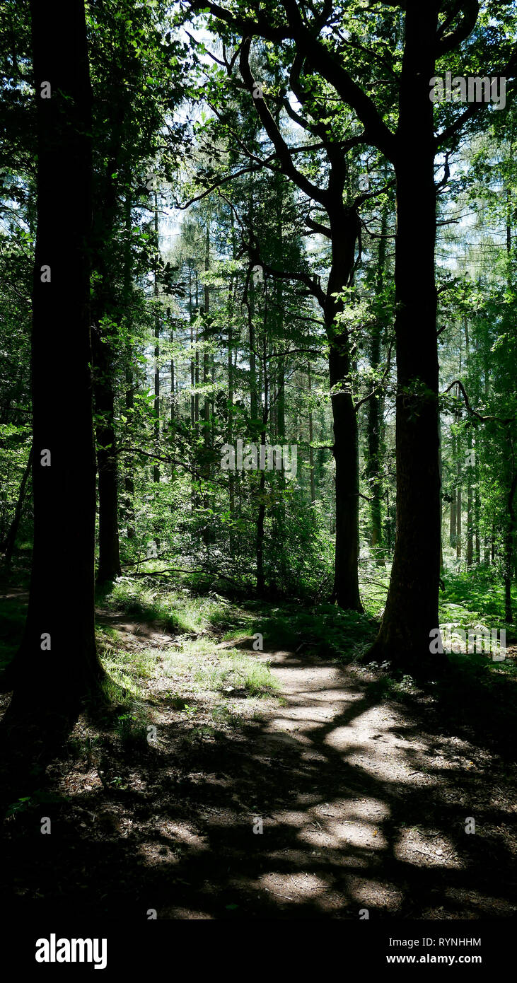 In the Forest of Dean, Gloucestershire, England, UK Stock Photo - Alamy