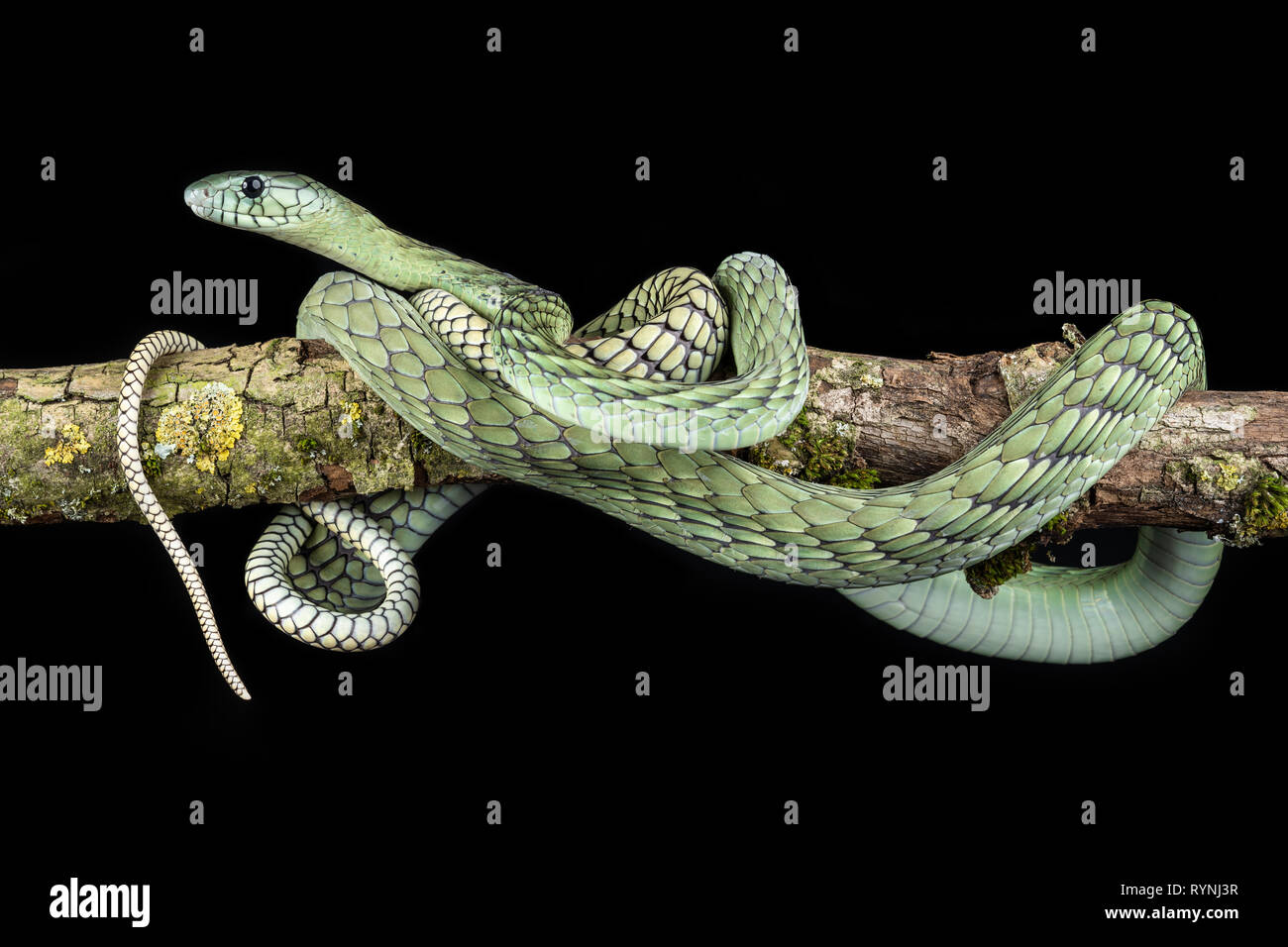 Snake fangs hi-res stock photography and images - Alamy