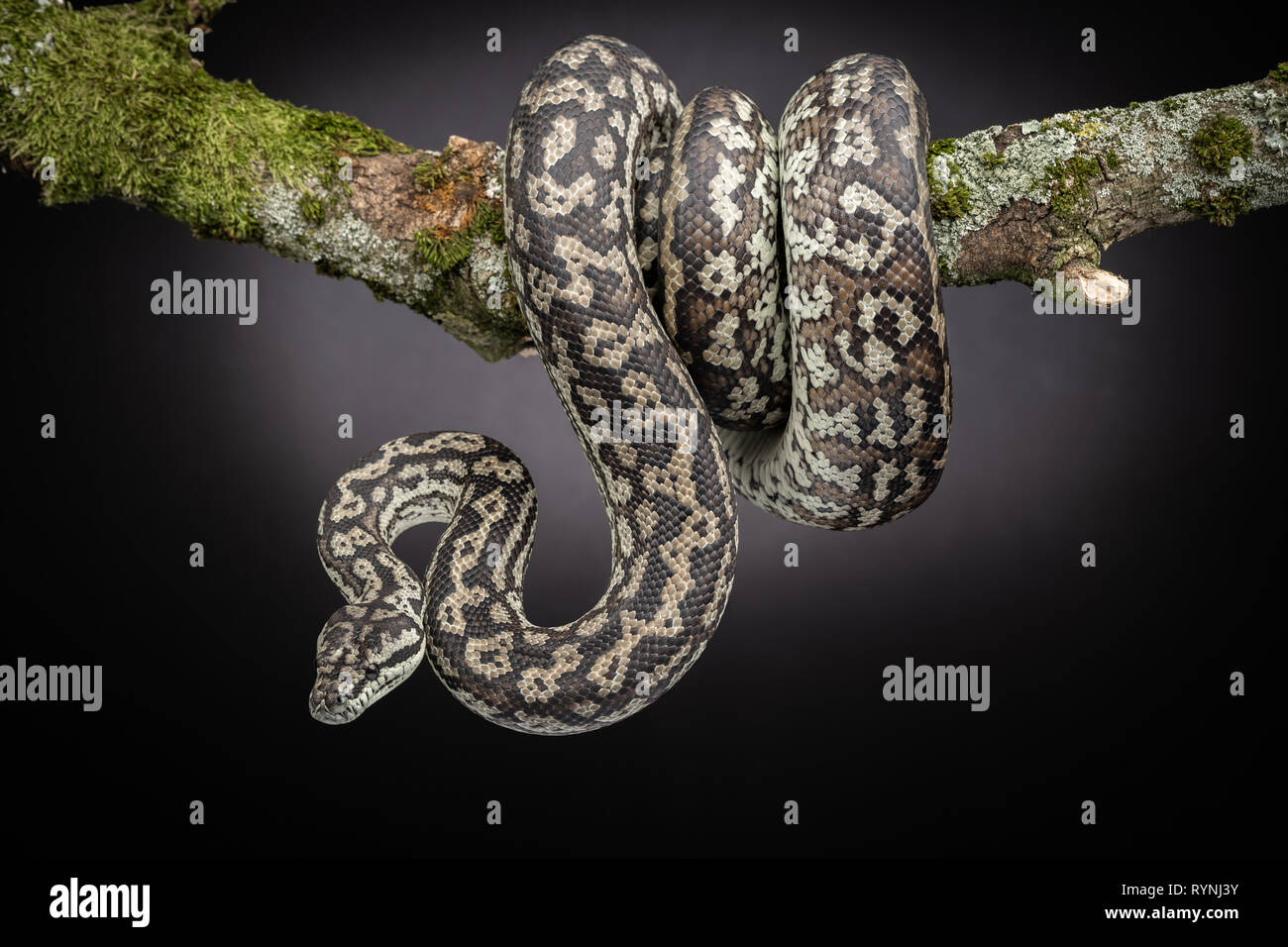 Snake photography tips hi-res stock photography and images - Alamy